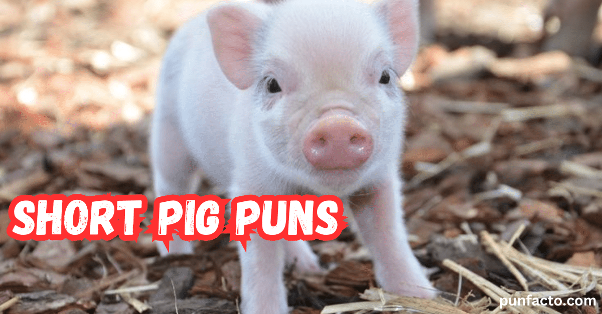 210 Hilarious Pig Puns That Will Make You Laugh Out Loud Punfacto 210-hilarious-pig-puns-that-will-make-you-laugh-out-loud-punfacto